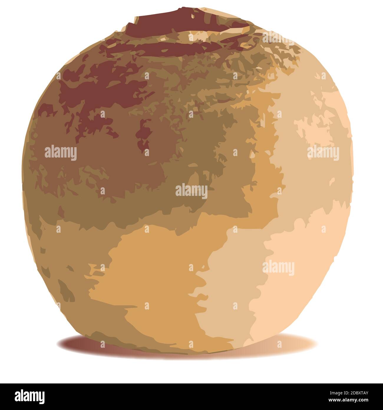 A typical swede vegetable isolated on a white background Stock Photo ...