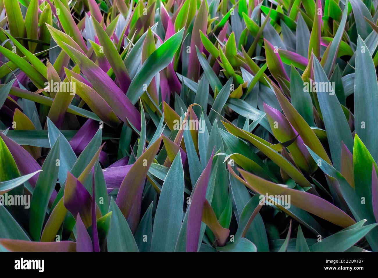 Oyster plant (Tradescantia spathacea). Closeup green and purple leaves ...