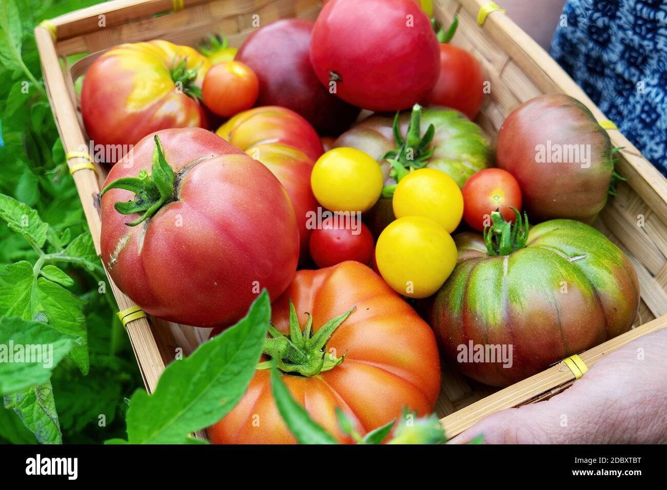 Colorful tomatoes of the different sizes and kinds in the garden Stock ...
