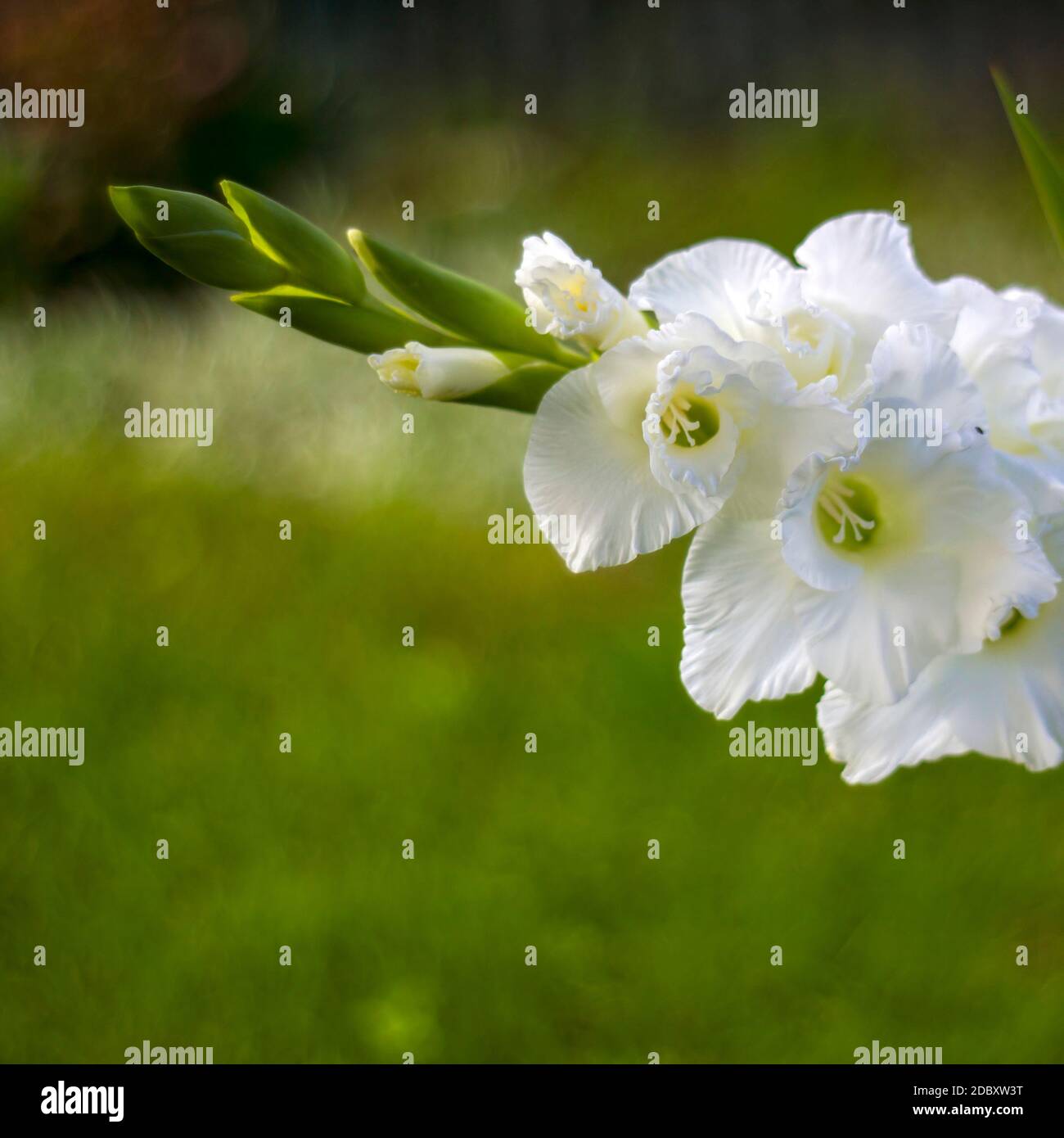 white gladiolus in the garden Stock Photo - Alamy