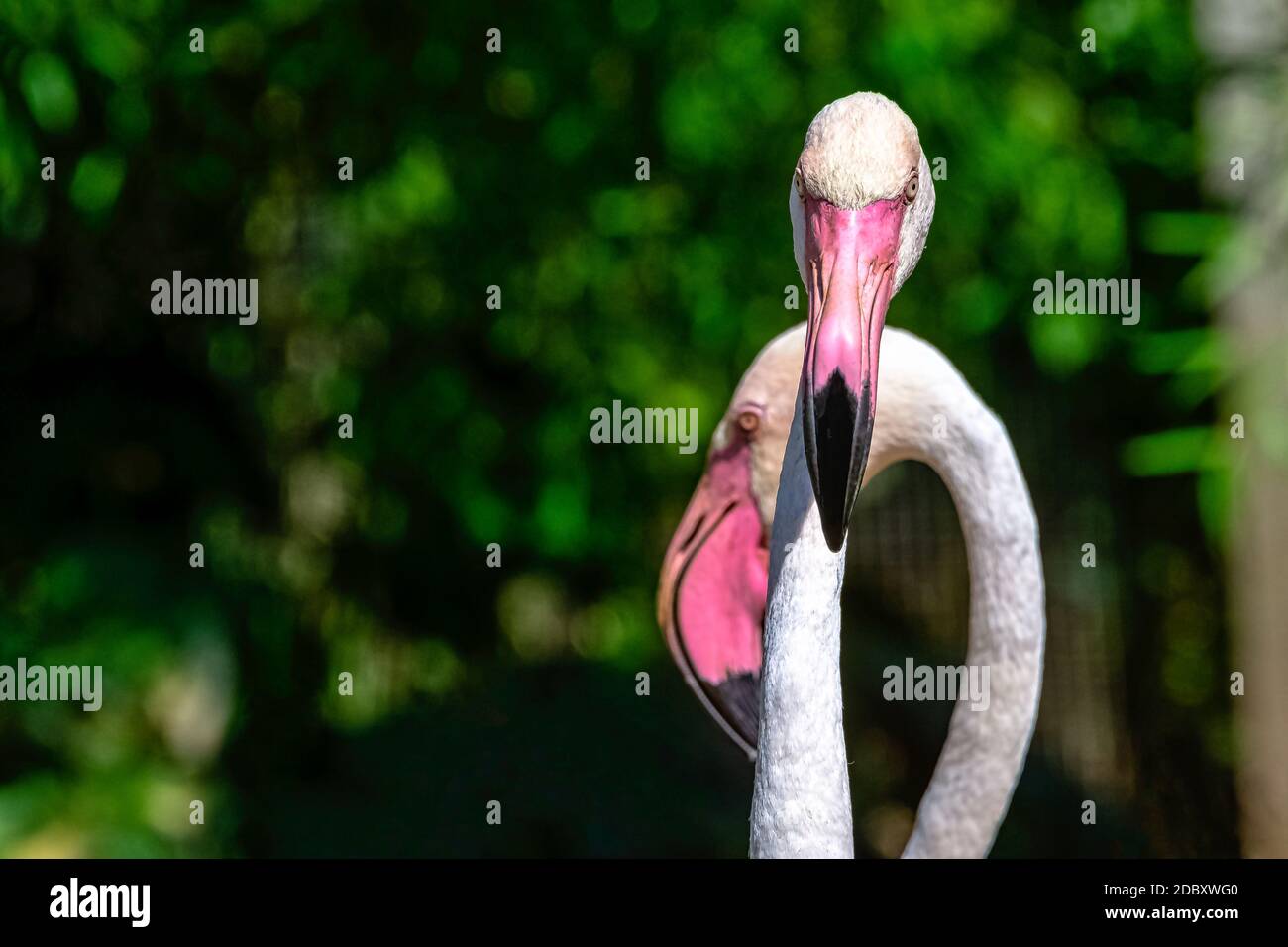 Greater flamingo (Phoenicopterus roseus) is the most widespread and ...