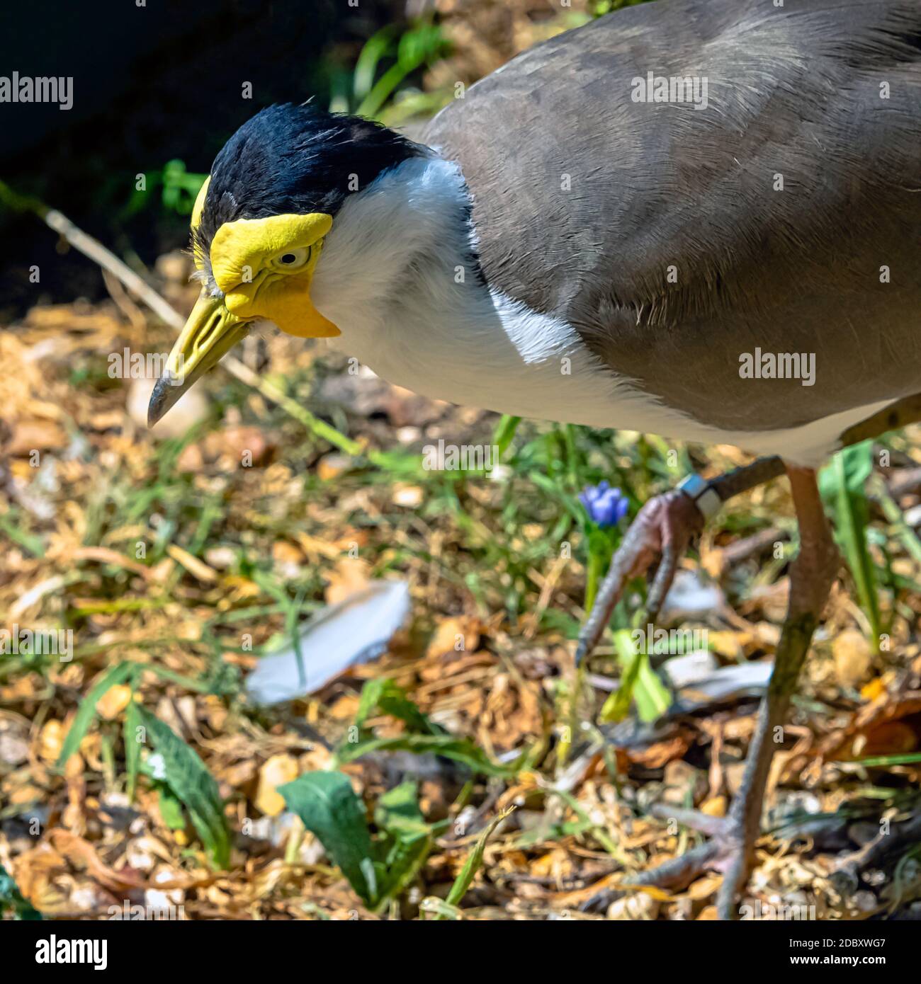 Black winged lapwing hi-res stock photography and images - Alamy
