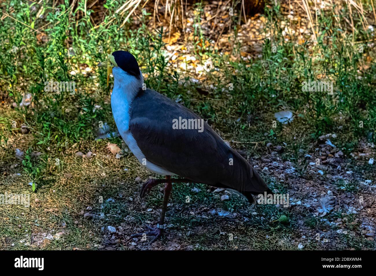 Black winged lapwing hi-res stock photography and images - Alamy