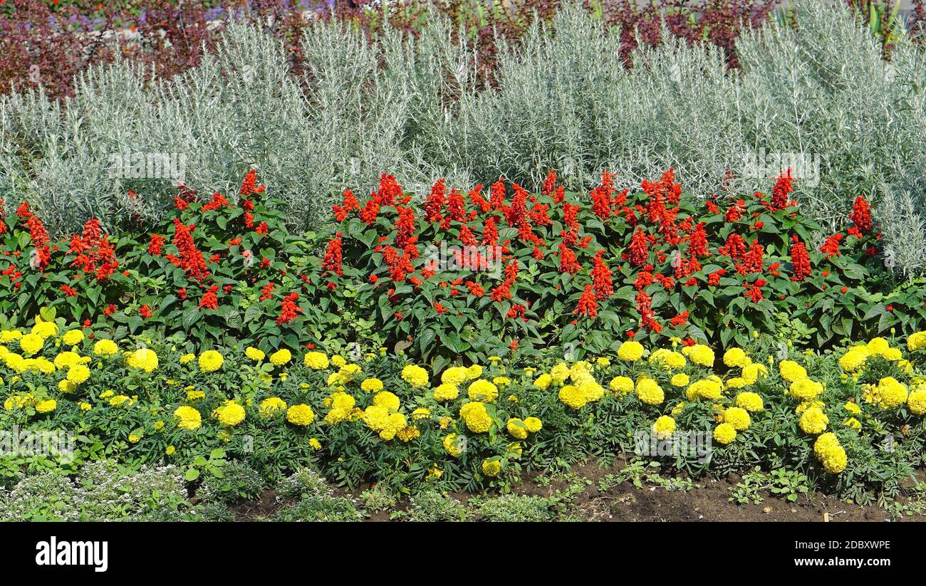 Cultivated garden with layer of flowers in park Stock Photo - Alamy