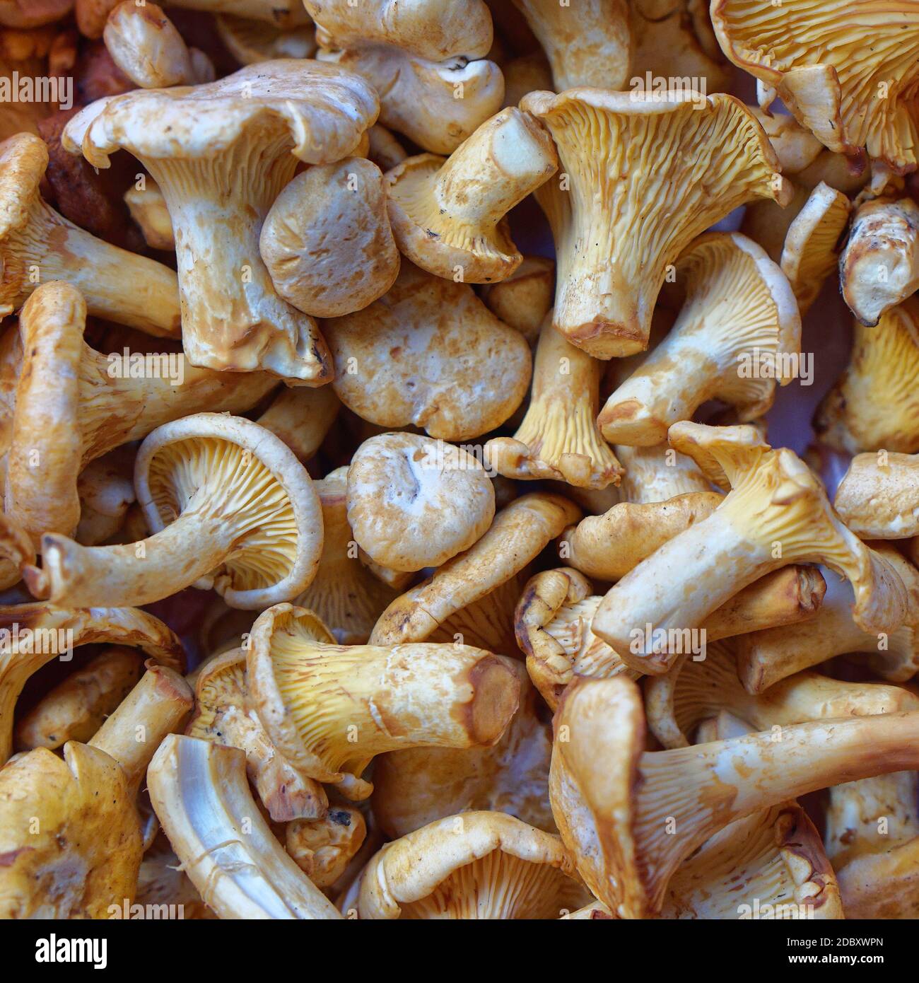 Wild edible mushrooms girolles chanterelle Stock Photo - Alamy