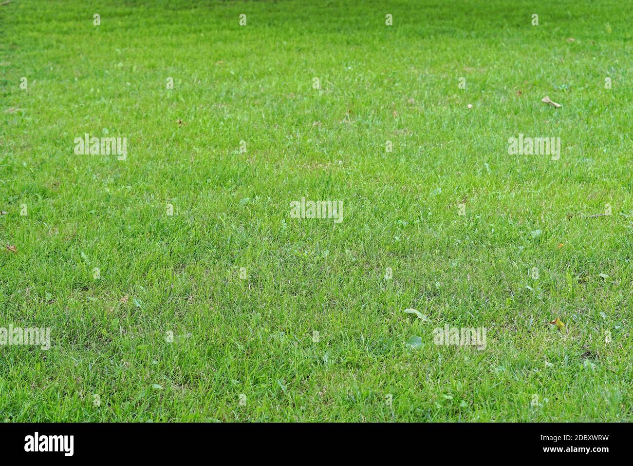 Green grass lawn field texture Stock Photo - Alamy
