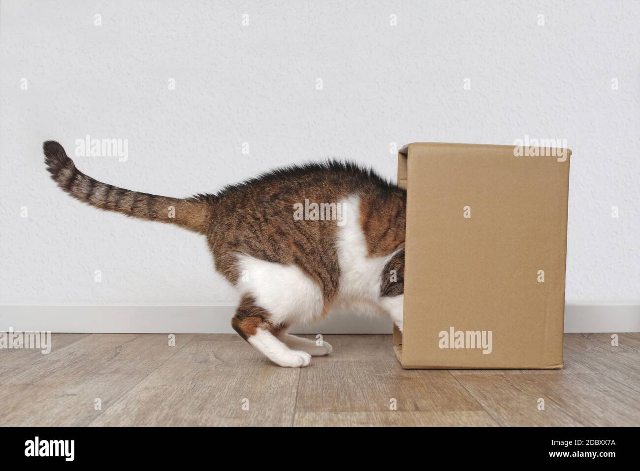 Curious tabby cat stuck his head inside a cardboard box. Side view with ...