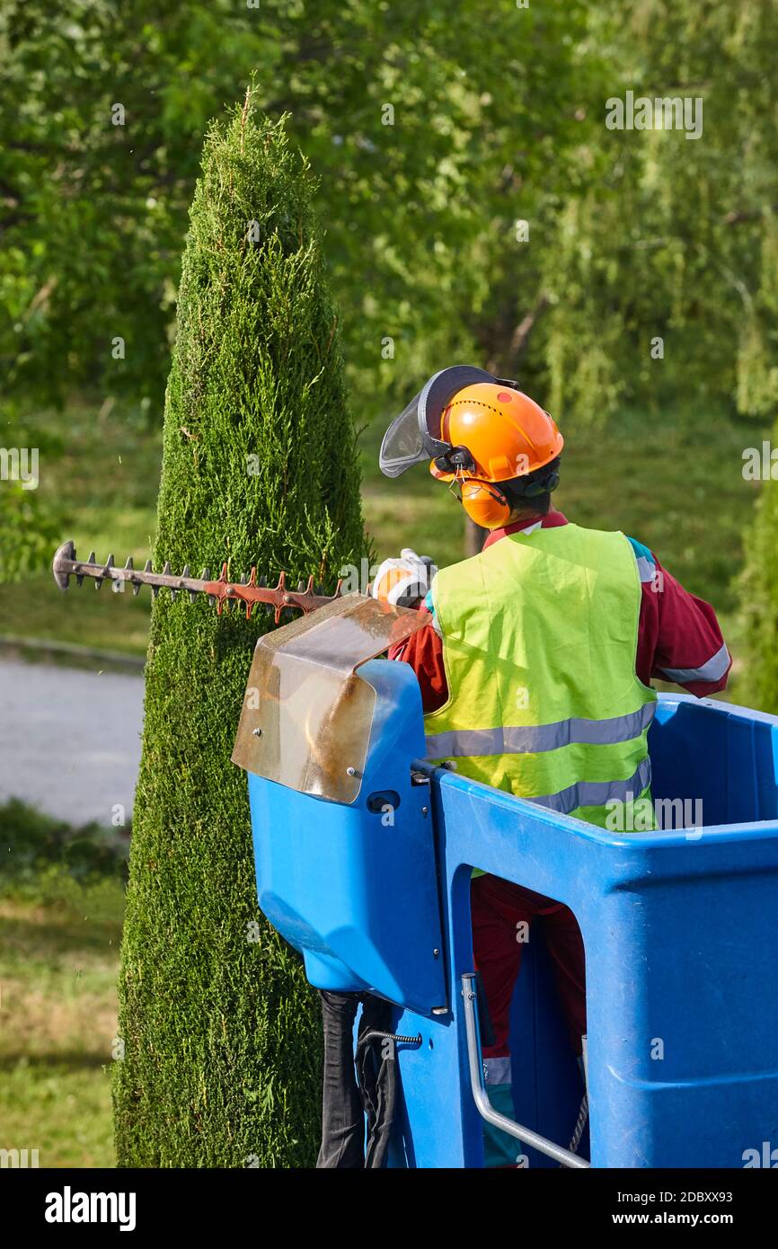 Gardener pruning a cypress tree with a chainsaw and a crane Stock Photo ...