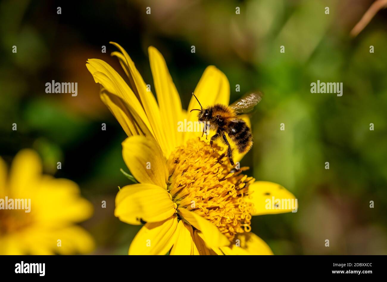 Bumblebee garden hi-res stock photography and images - Alamy