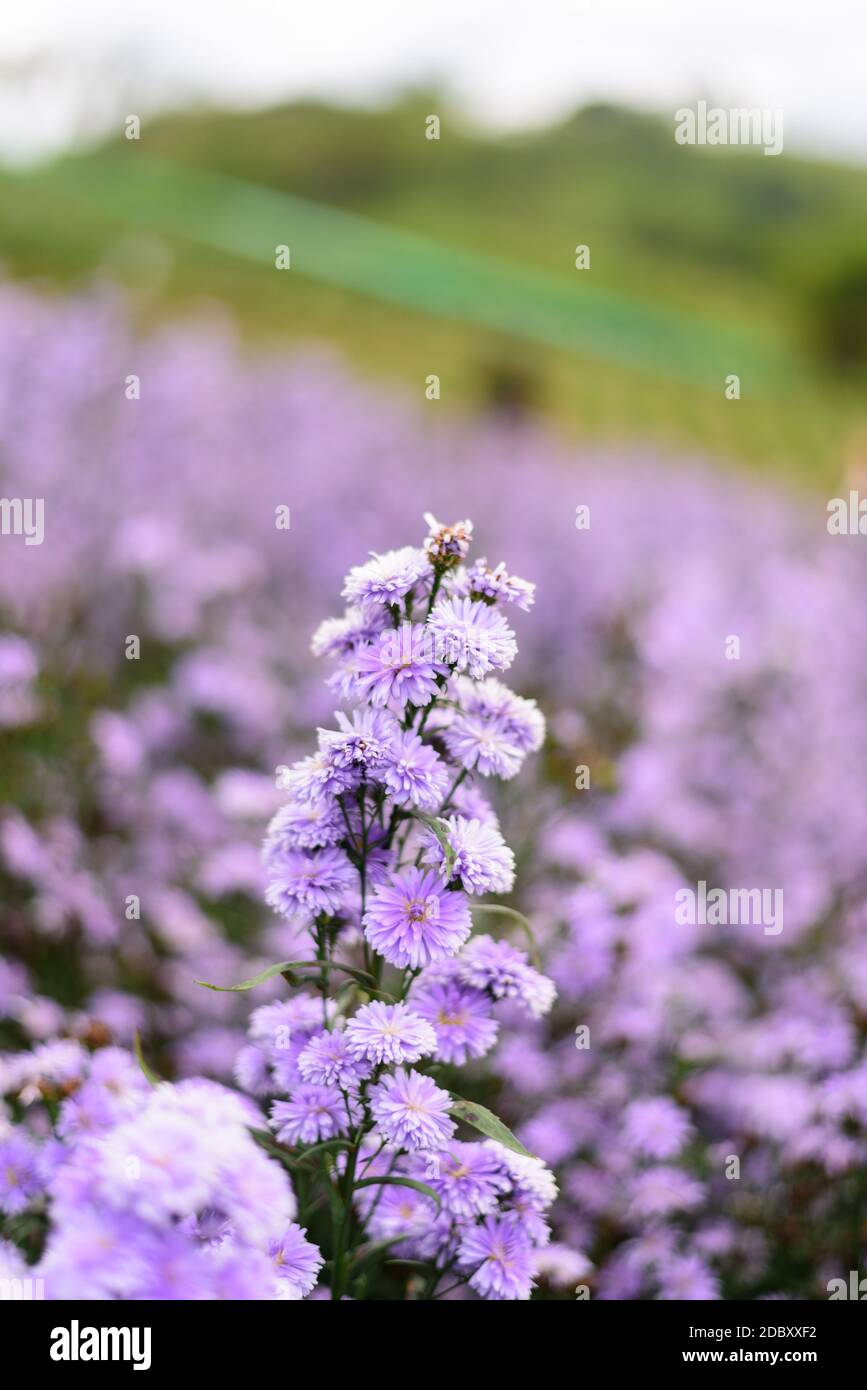 Margaret flower hi-res stock photography and images - Alamy