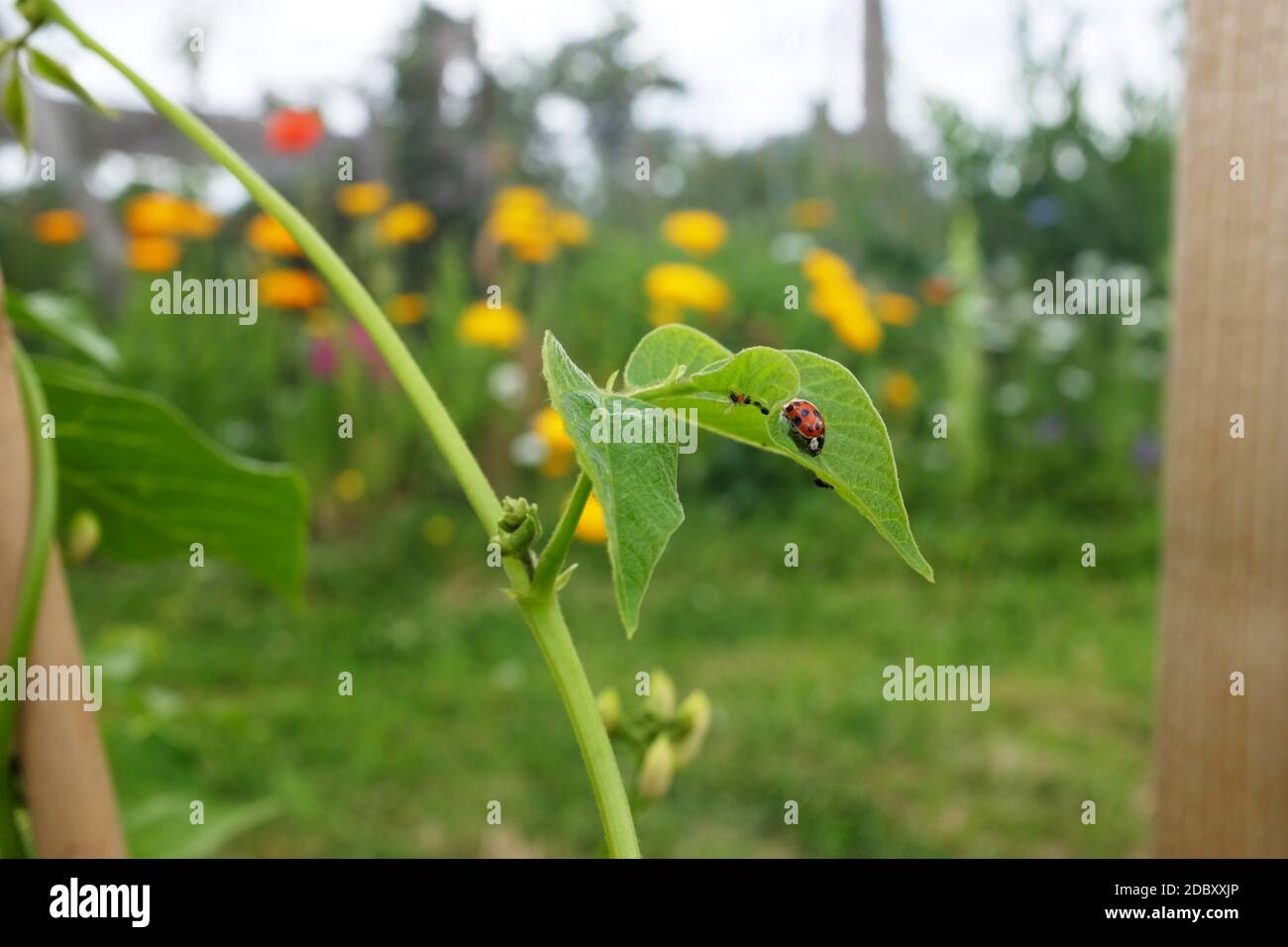 Harlequin ladybird on a green runner bean leaf infested with blackfly ...