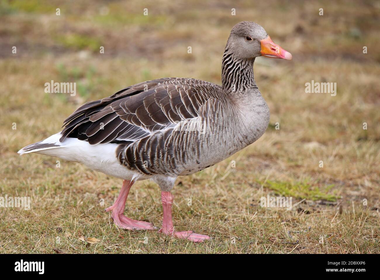 Graugans Anser anser in the nature reserve Wagbachniederung Stock Photo ...
