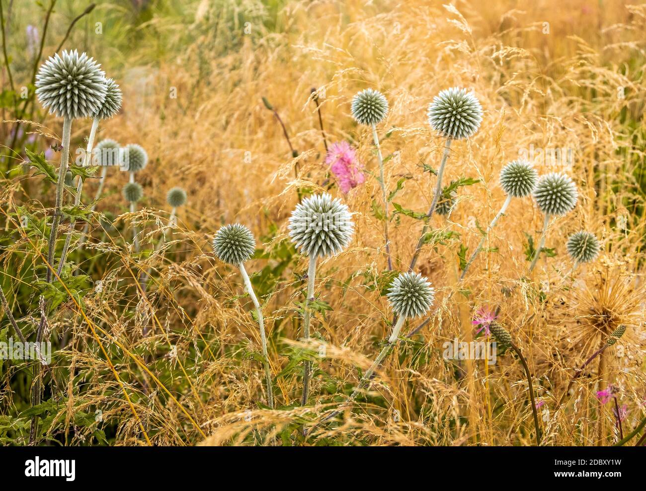 Ecology soft colours close hi-res stock photography and images - Alamy
