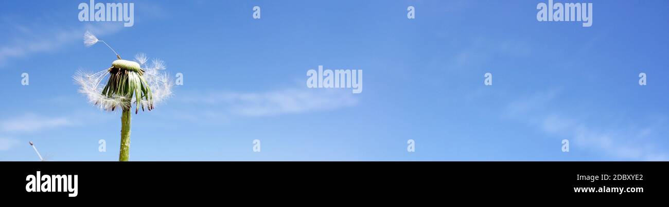 Beautiful dreamy spring nature background with dandelion Stock Photo ...