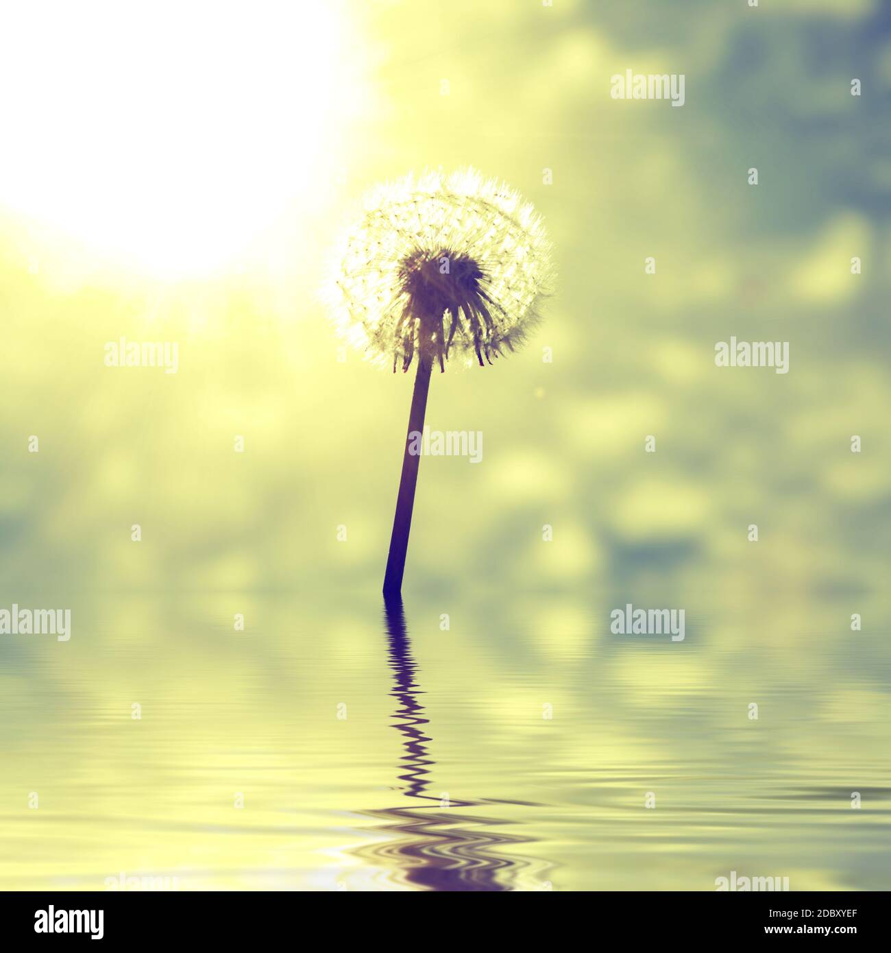 Beautiful dreamy spring nature background with dandelion Stock Photo ...