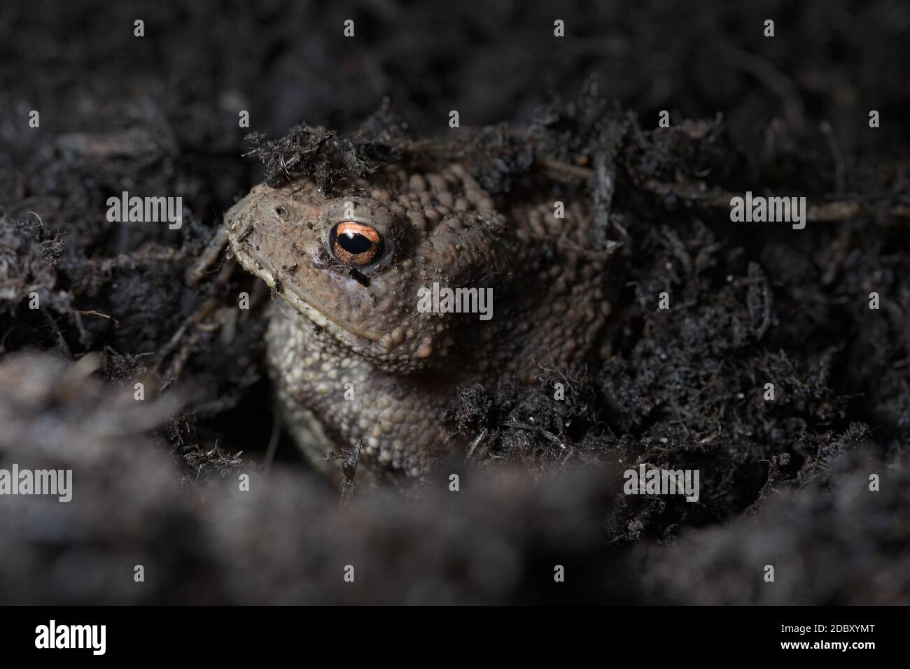 2 - Vibrant orange eye stands out as this toads face peeks out from ...