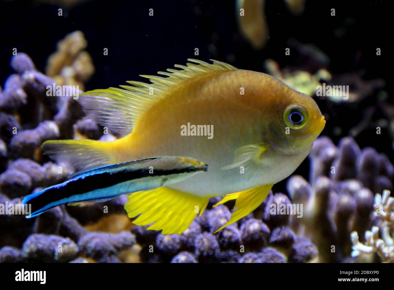 Edible fish hi-res stock photography and images - Alamy