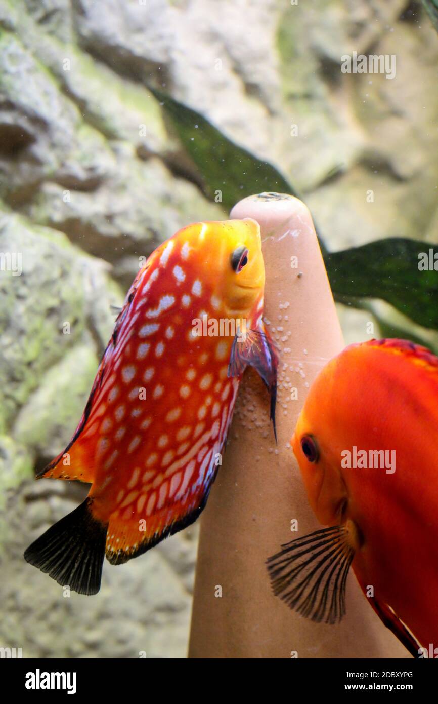 A pair of discus fish and cichlids laying spawn on the spawning cone ...