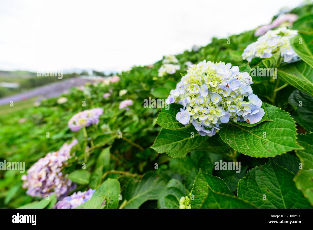 Hydrangea flower field hi-res stock photography and images - Alamy