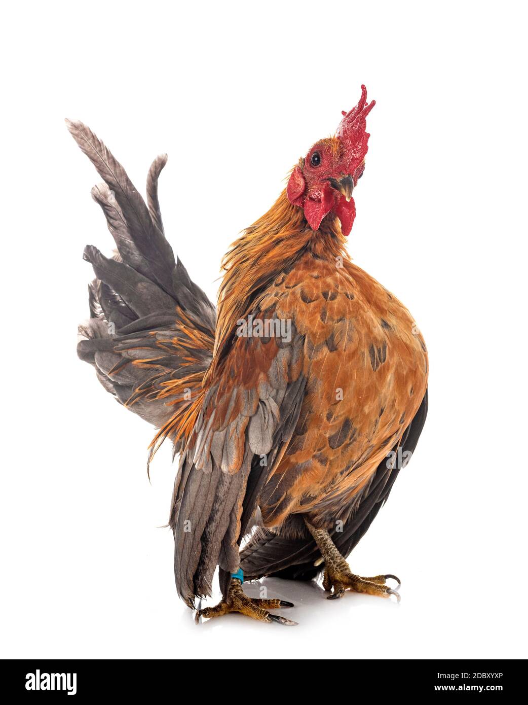 malaysian serama in front of white background Stock Photo - Alamy