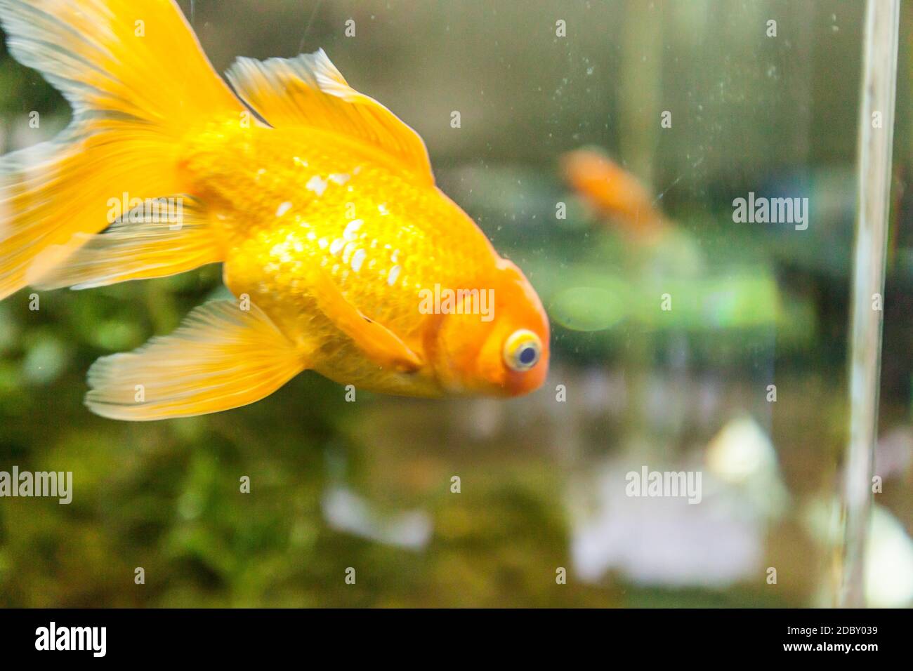 Goldfish in freshwater aquarium, closeup view Stock Photo - Alamy