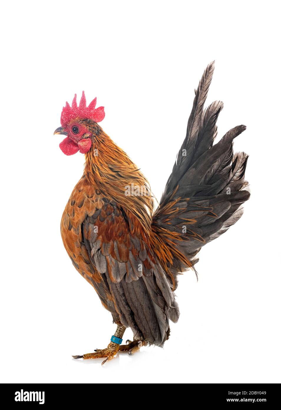 malaysian serama in front of white background Stock Photo - Alamy