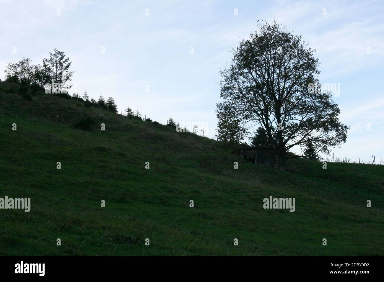 A growing on a hillside of single tree Stock Photo - Alamy