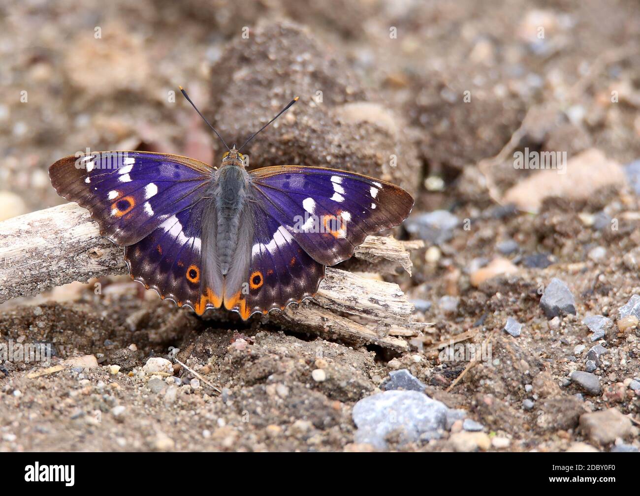 Large butterfly Apatura iris Stock Photo - Alamy