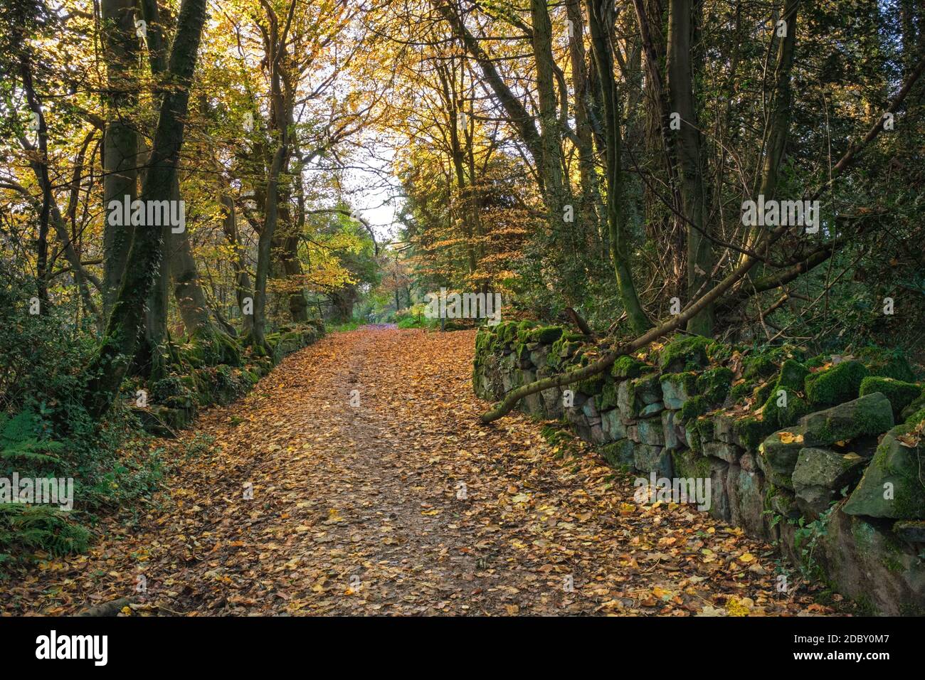 Winding Footpath High Resolution Stock Photography and Images - Alamy