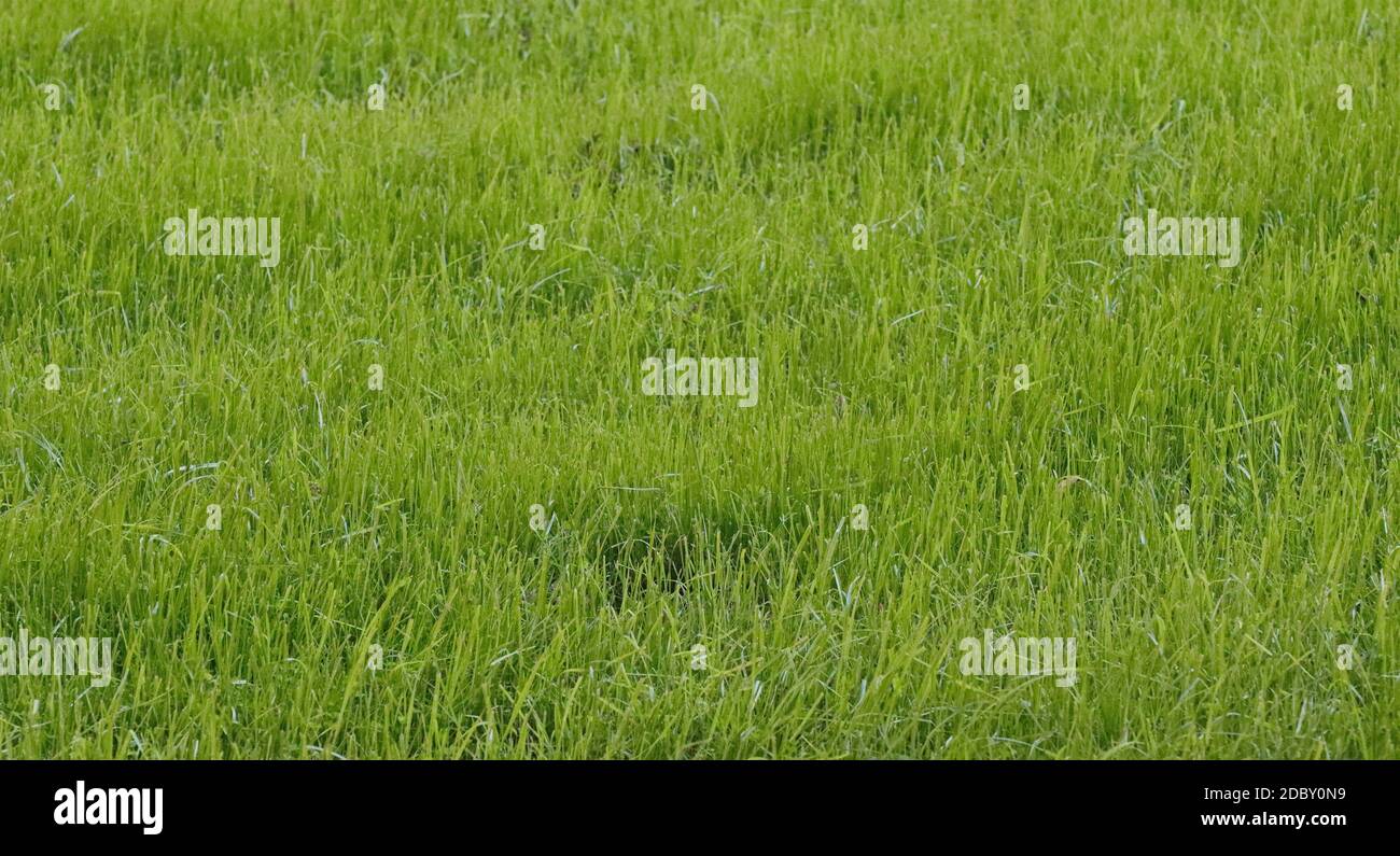 Green, young grass on the field. Vegetable background Stock Photo - Alamy