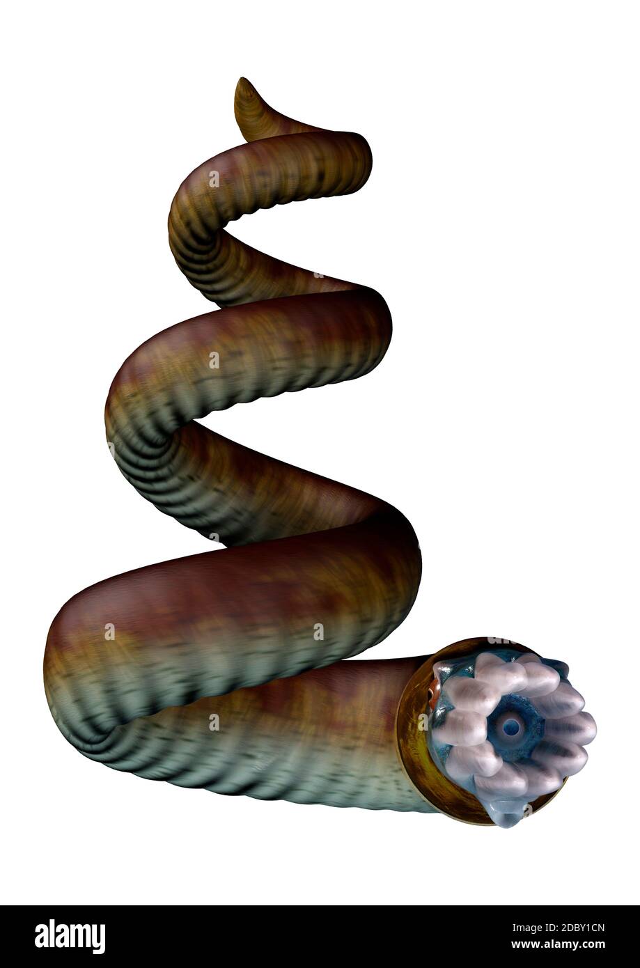 3D rendering of a Bostrychoceras, extinct shelled cephalopod animal ...