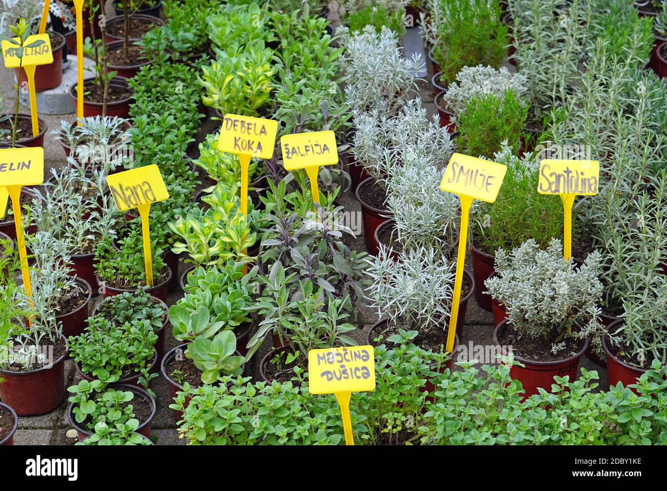 Fresh herbs healthy edible plants Stock Photo - Alamy