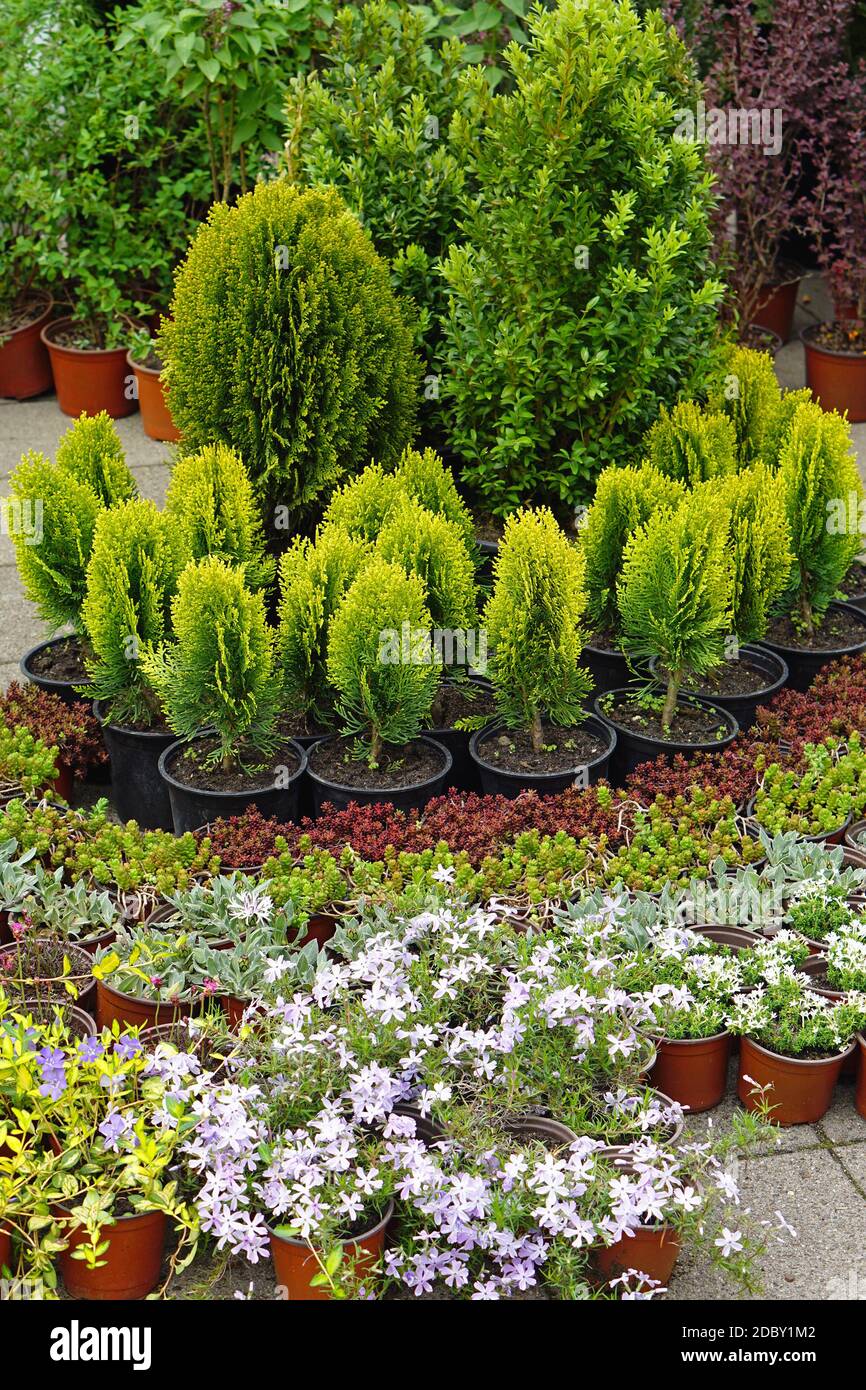 Small conifer tree in nursery Stock Photo - Alamy