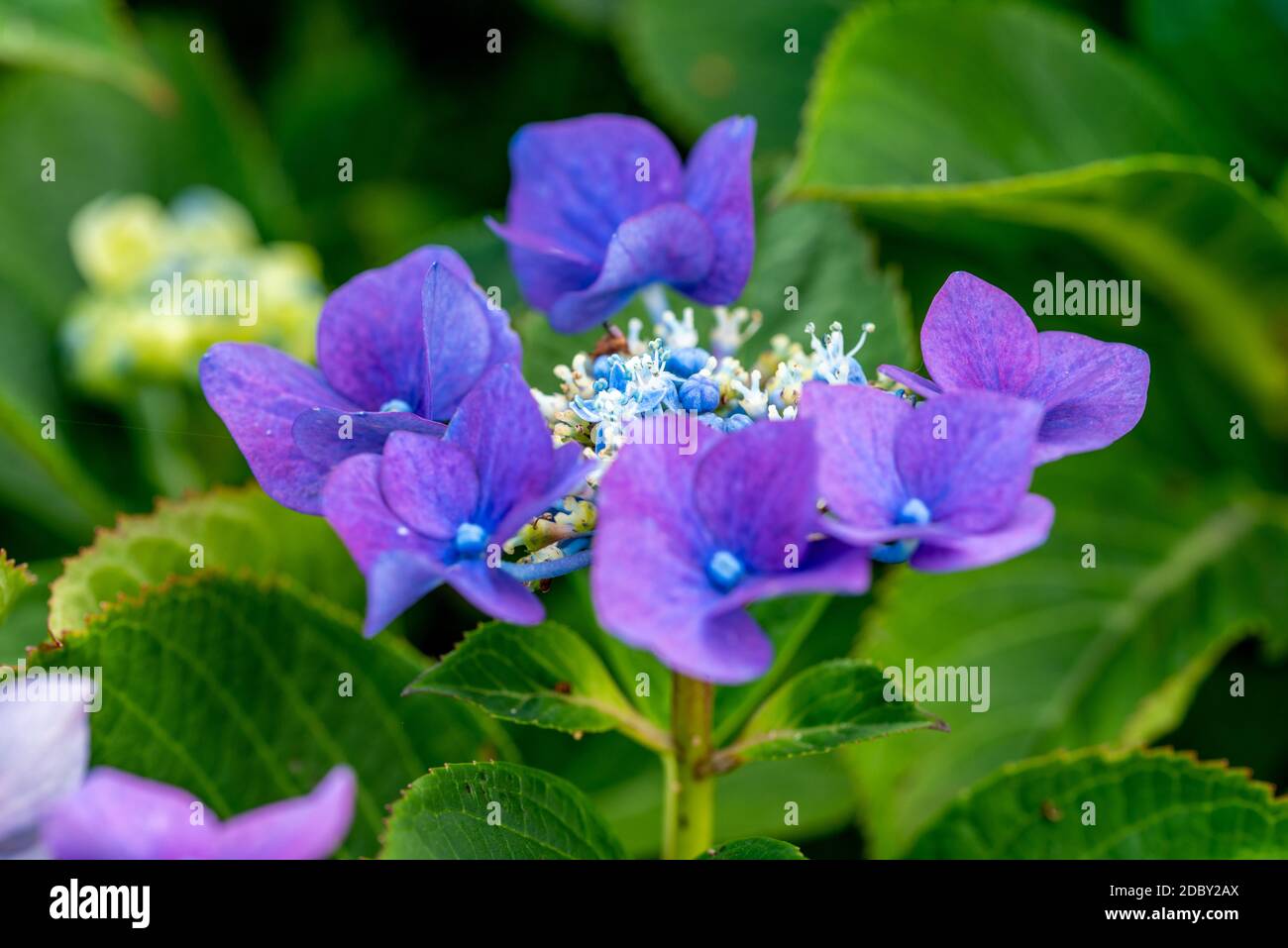 Growth plate hi-res stock photography and images - Alamy