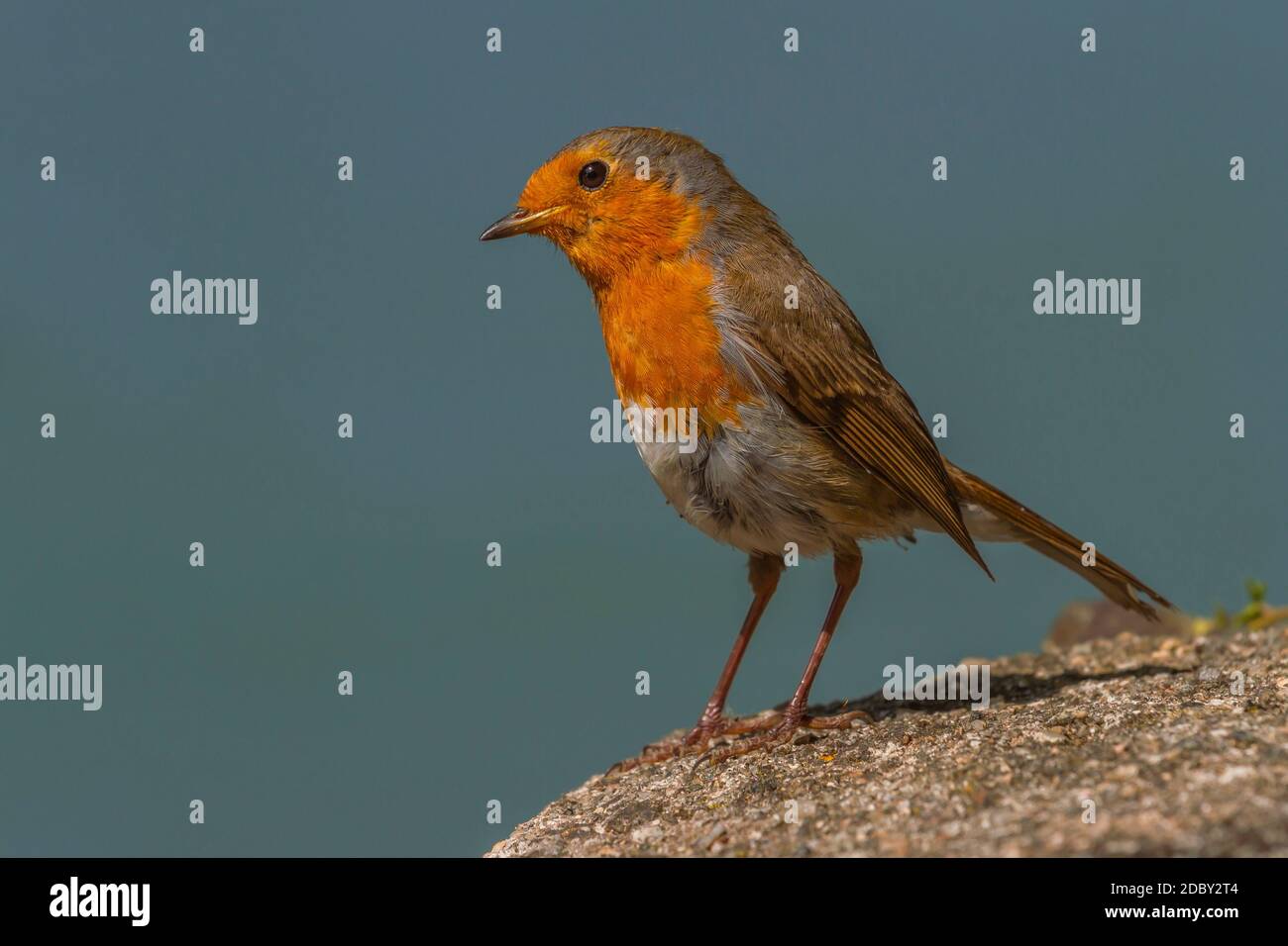 Scruffy Robin High Resolution Stock Photography and Images - Alamy