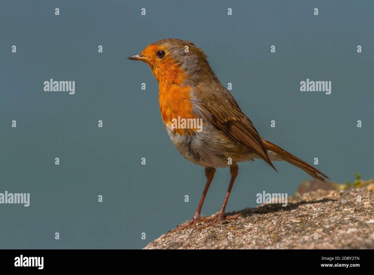 Scruffy robin hi-res stock photography and images - Alamy