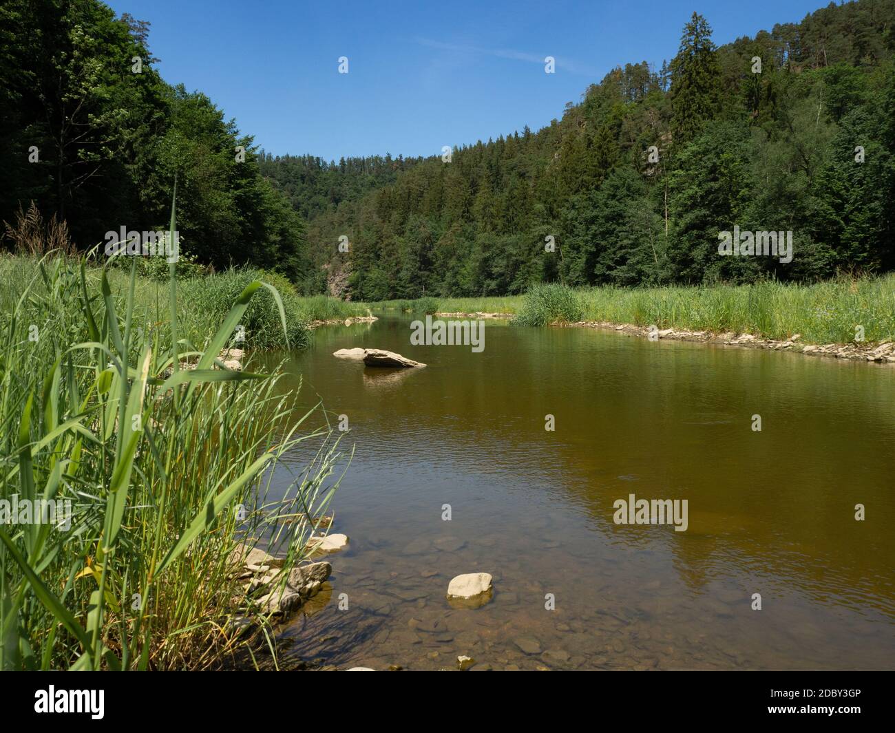 Outside riparian forest hi-res stock photography and images - Alamy
