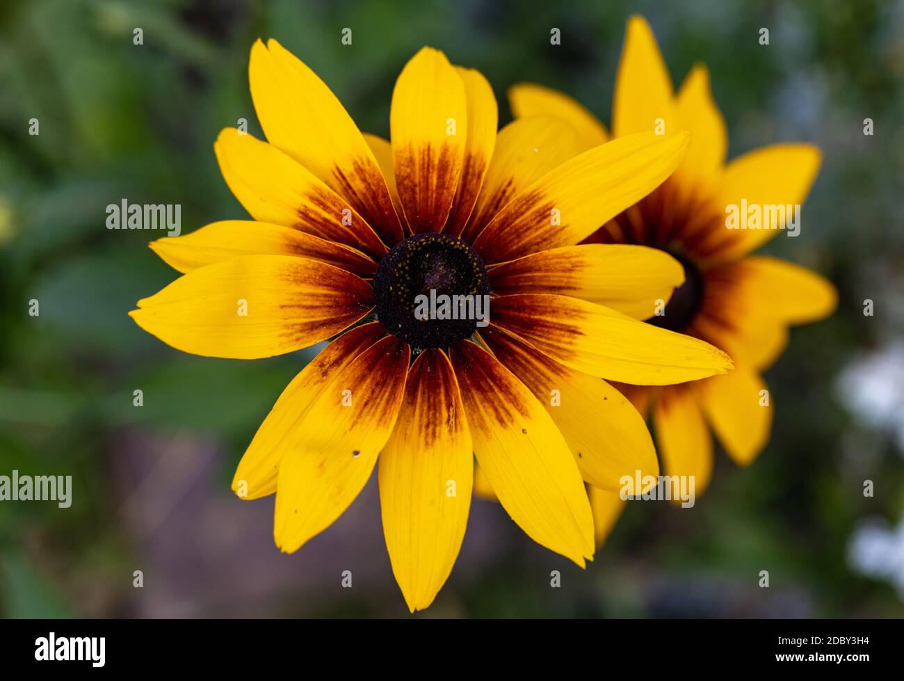 Flowers of Echinacea - an herb stimulating the immune system Stock ...