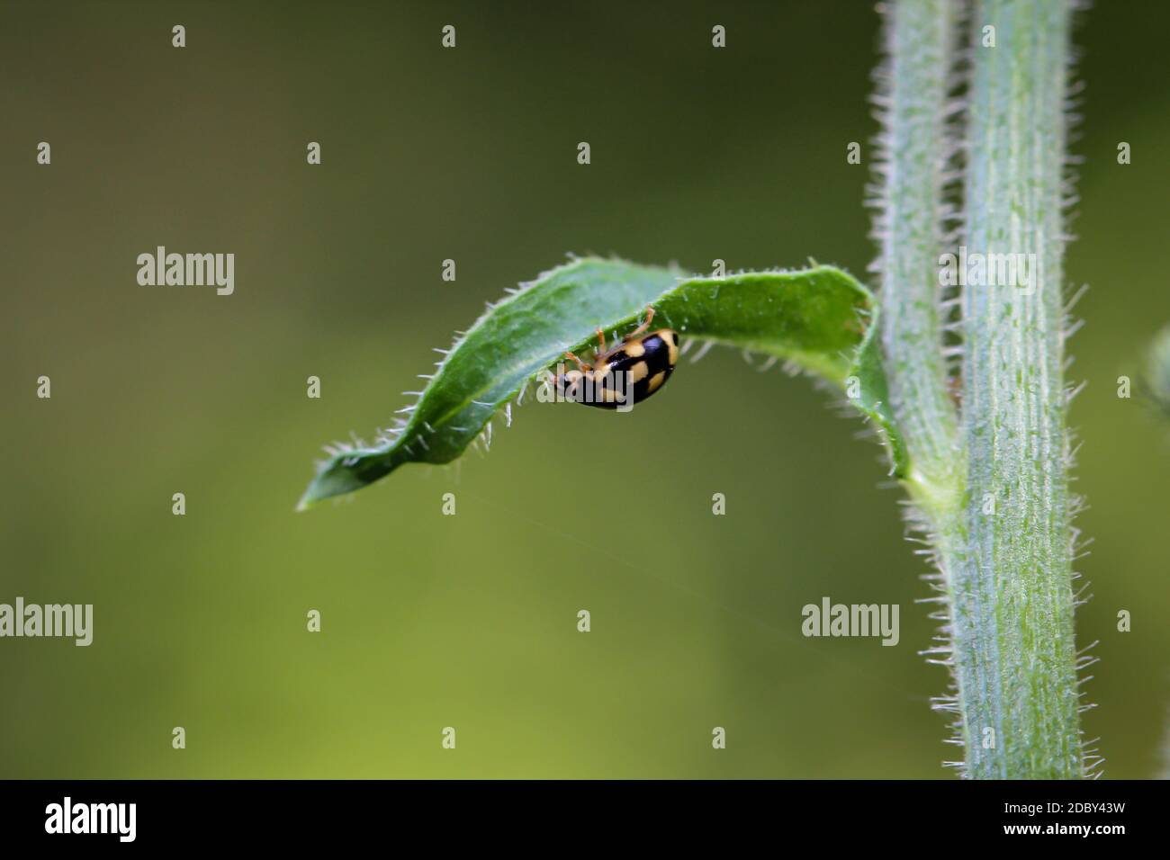 Ladybug nobody close up pink hi-res stock photography and images - Alamy