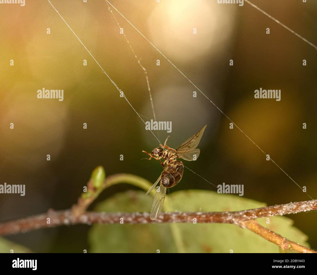 an insect caught in a spider's web, close-up in the natural environment ...