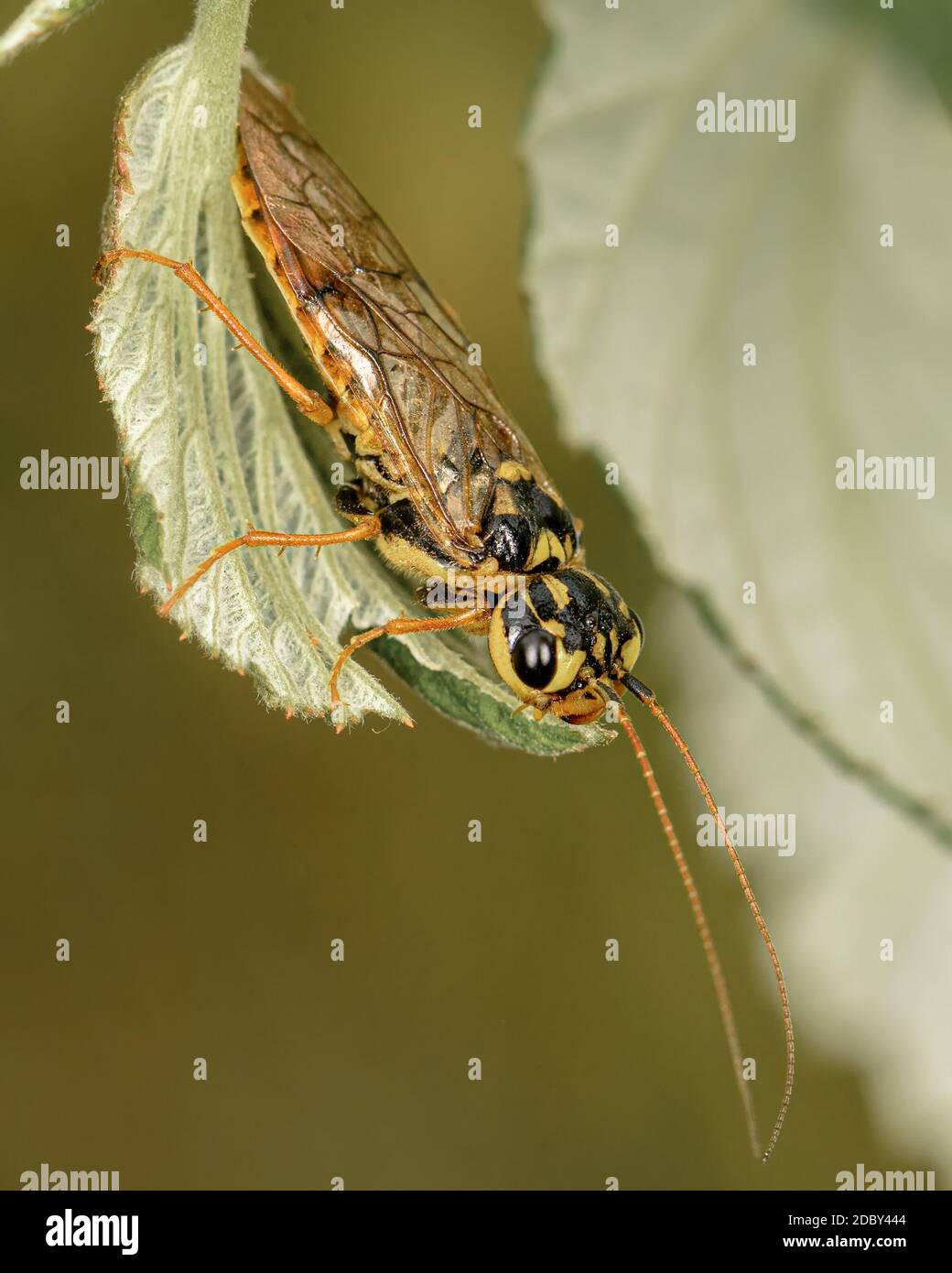 Sawfly acantholyda hi-res stock photography and images - Alamy