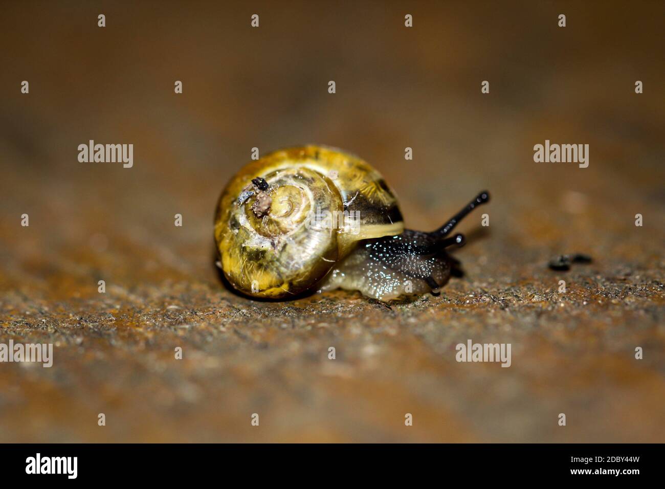 Slime beast hi-res stock photography and images - Alamy
