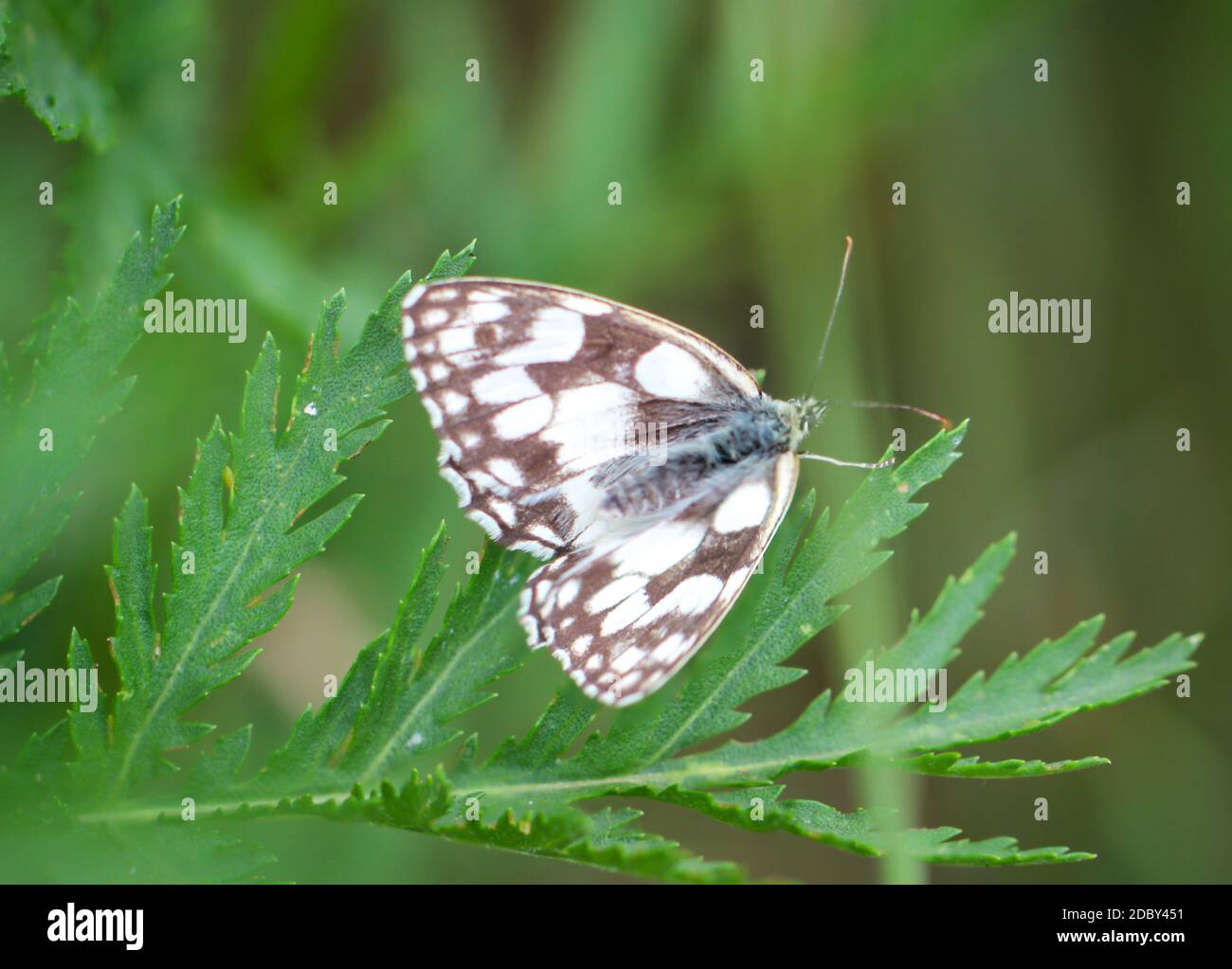 Close up of a checkerboard butterfly on a plant Stock Photo - Alamy