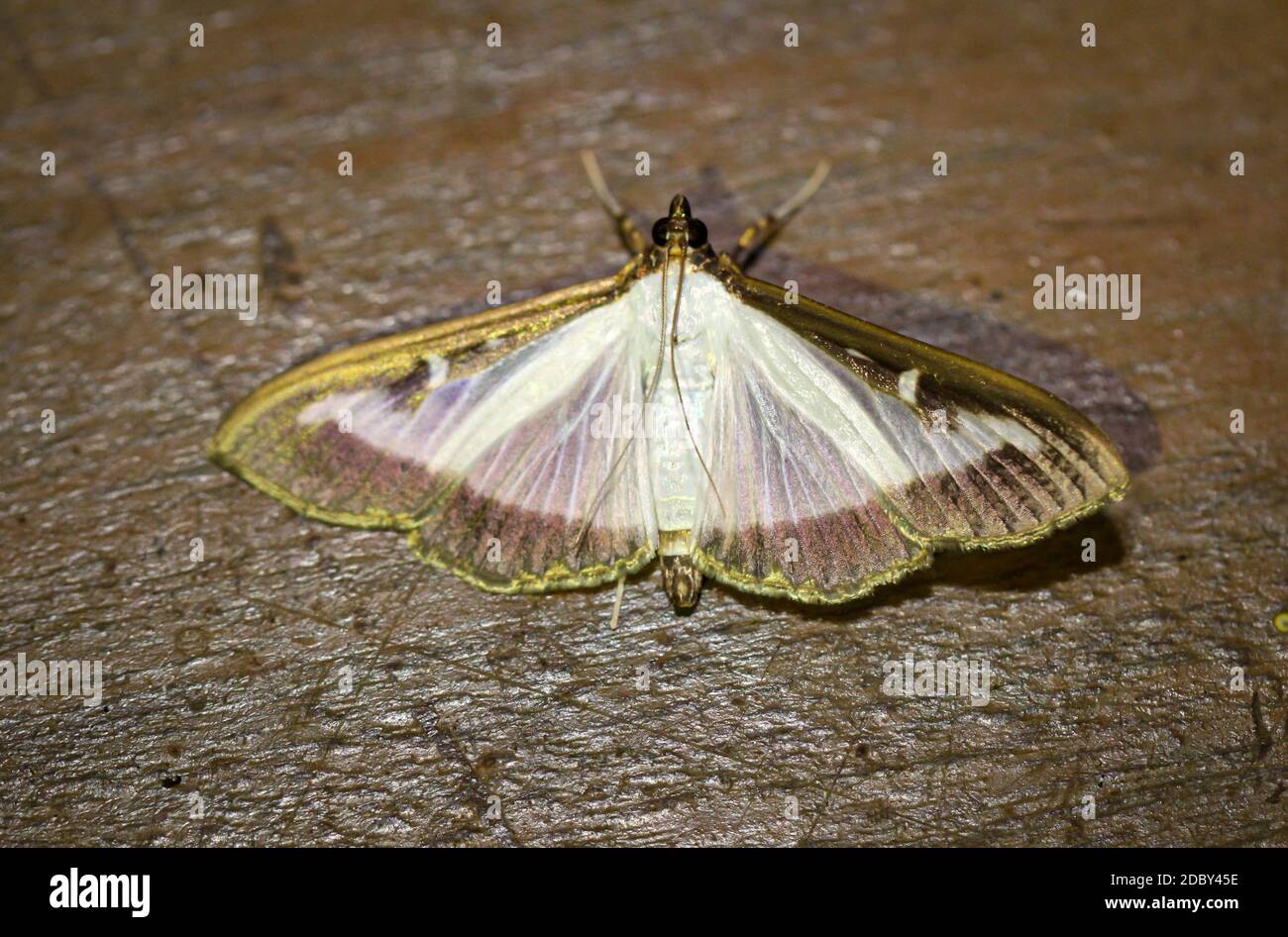 Boxwood front yard hi-res stock photography and images - Alamy
