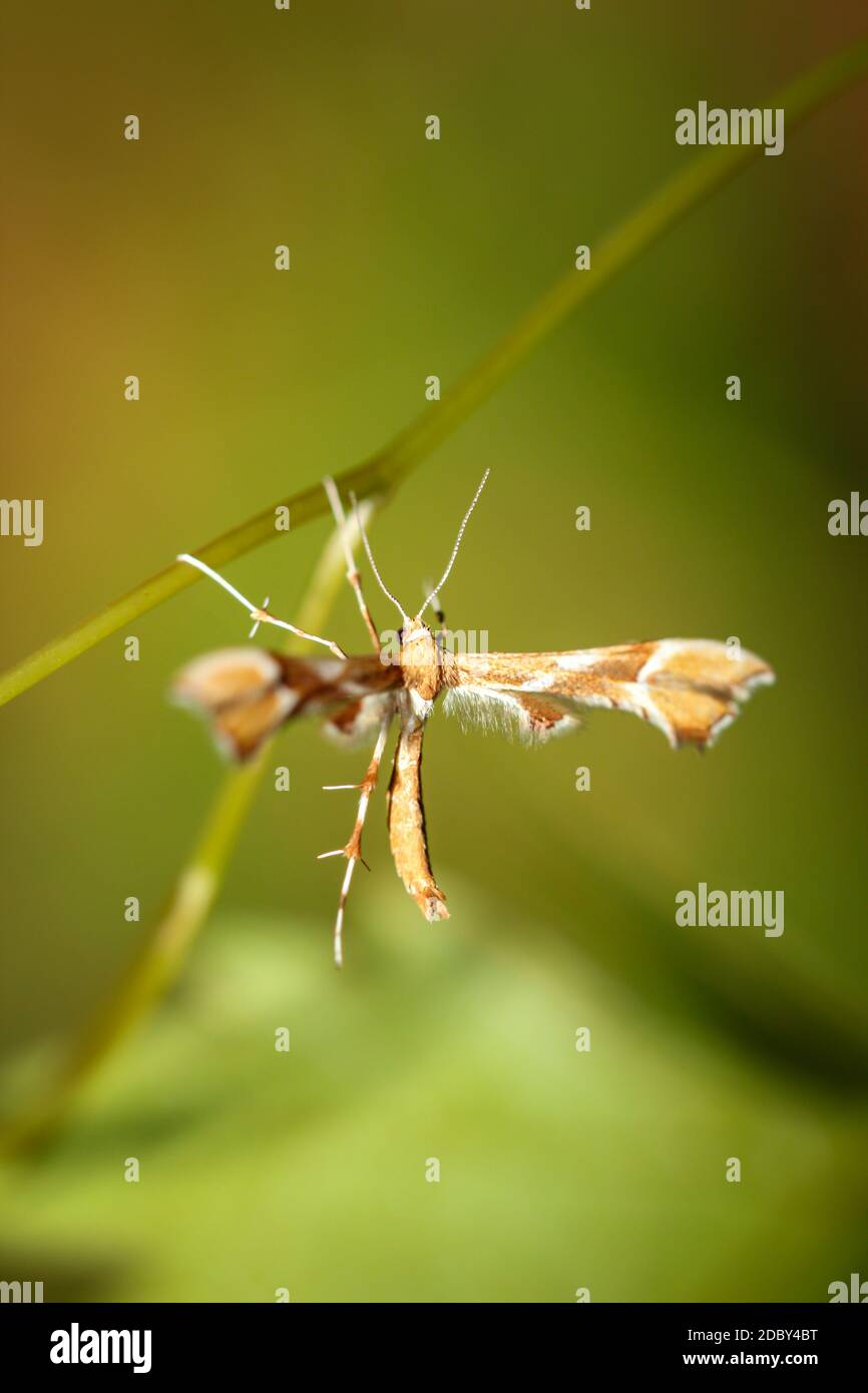 Close up of a butterfly-like insect on a plant Stock Photo - Alamy