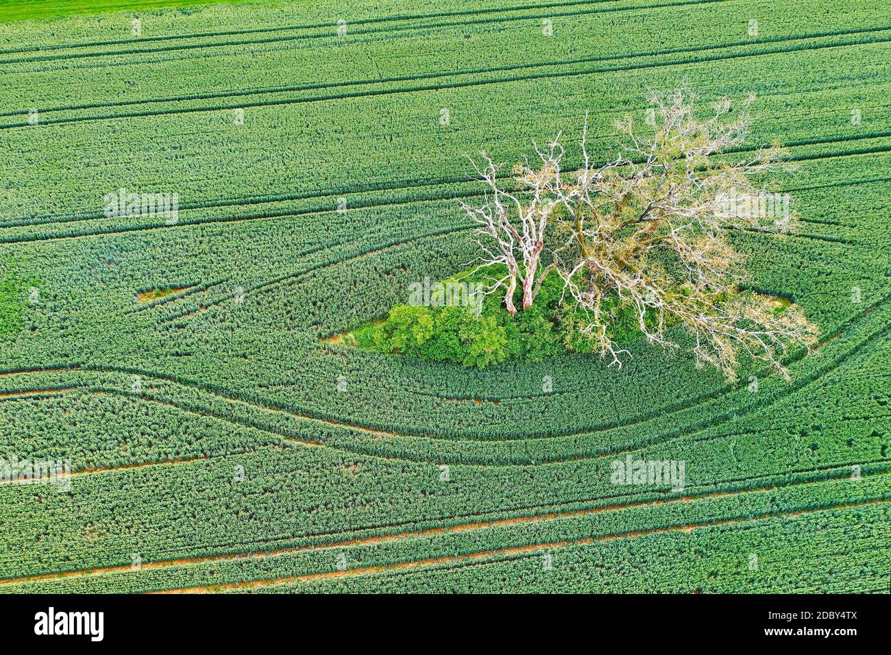 dead tree in a field from above Stock Photo - Alamy