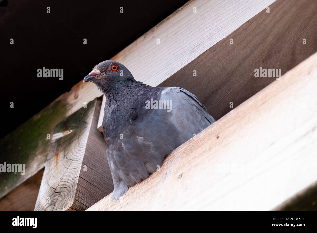 Pigeon resting under a railway line wooden structure in Dawlish, Devon ...