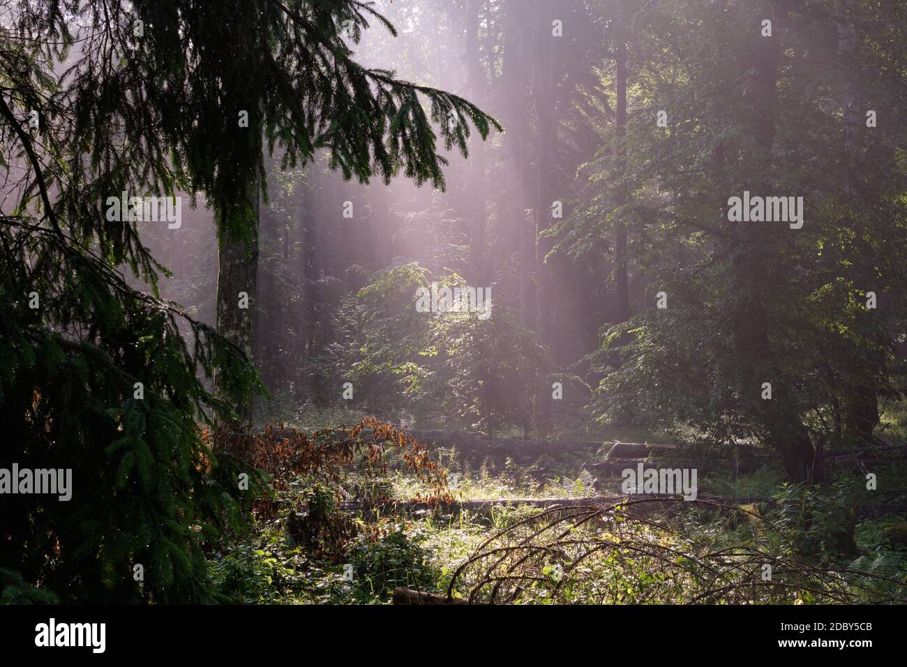 Sunbeam entering rich deciduous forest in misty morning, Bialowieza ...