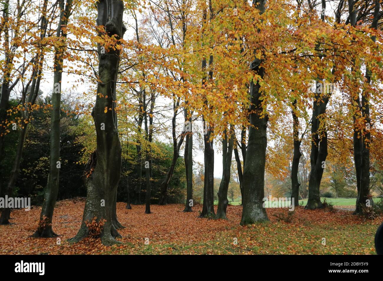 Yellowing trees hi-res stock photography and images - Alamy