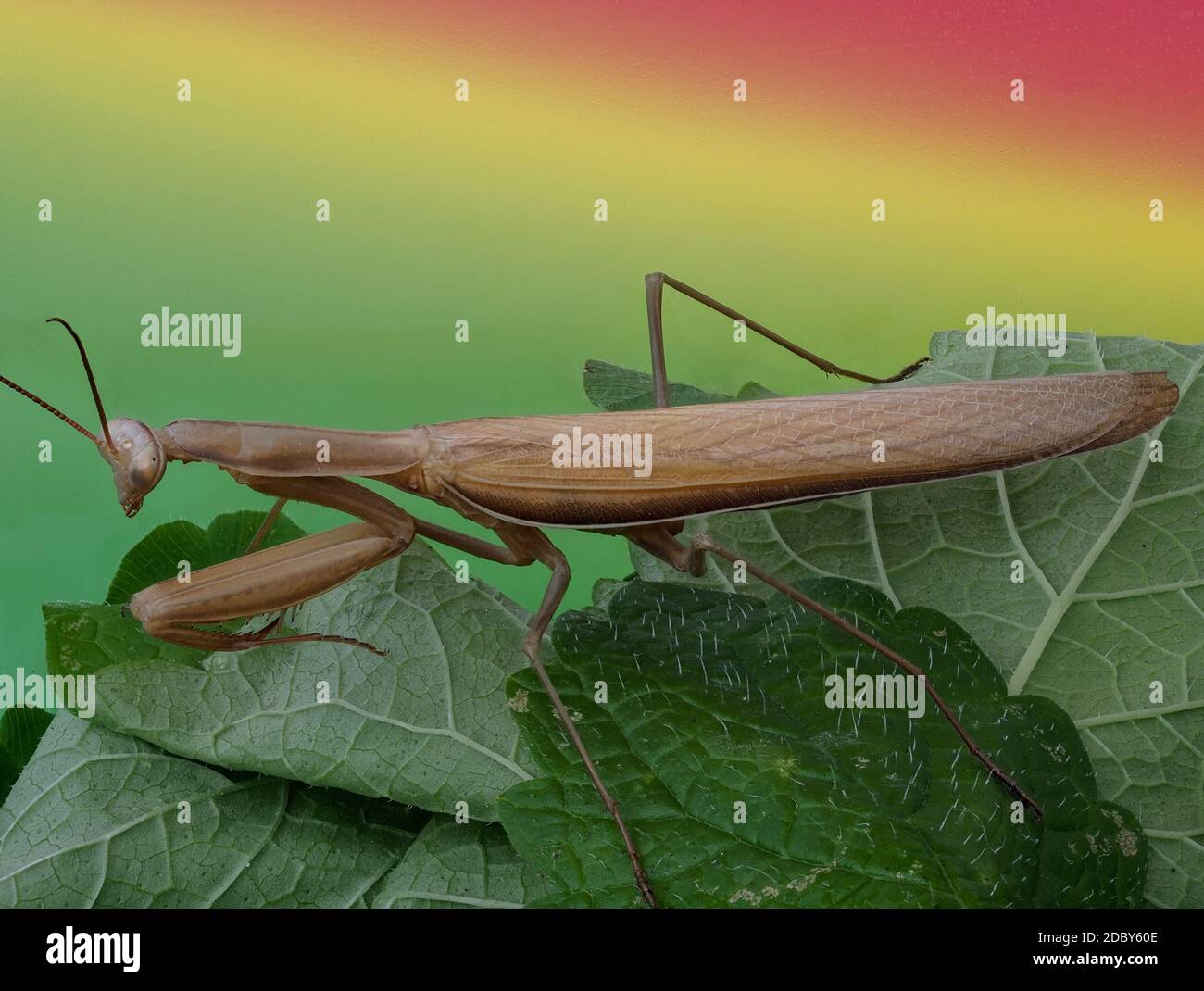 Close-up of a brown praying mantis with multi colored background Stock ...
